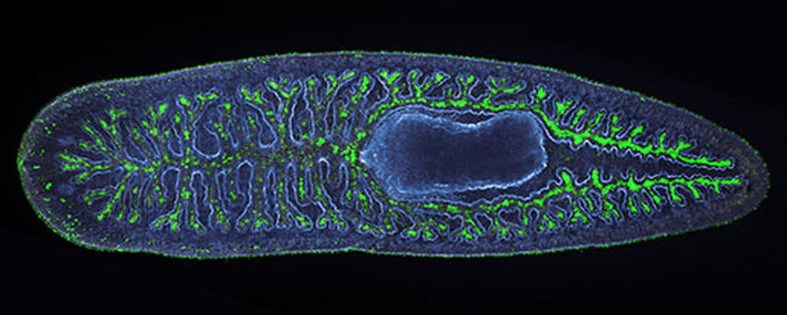Using planarian flatworms to understand organ regeneration | School of ...